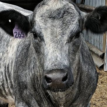 steer – Ovid Elevator Co.