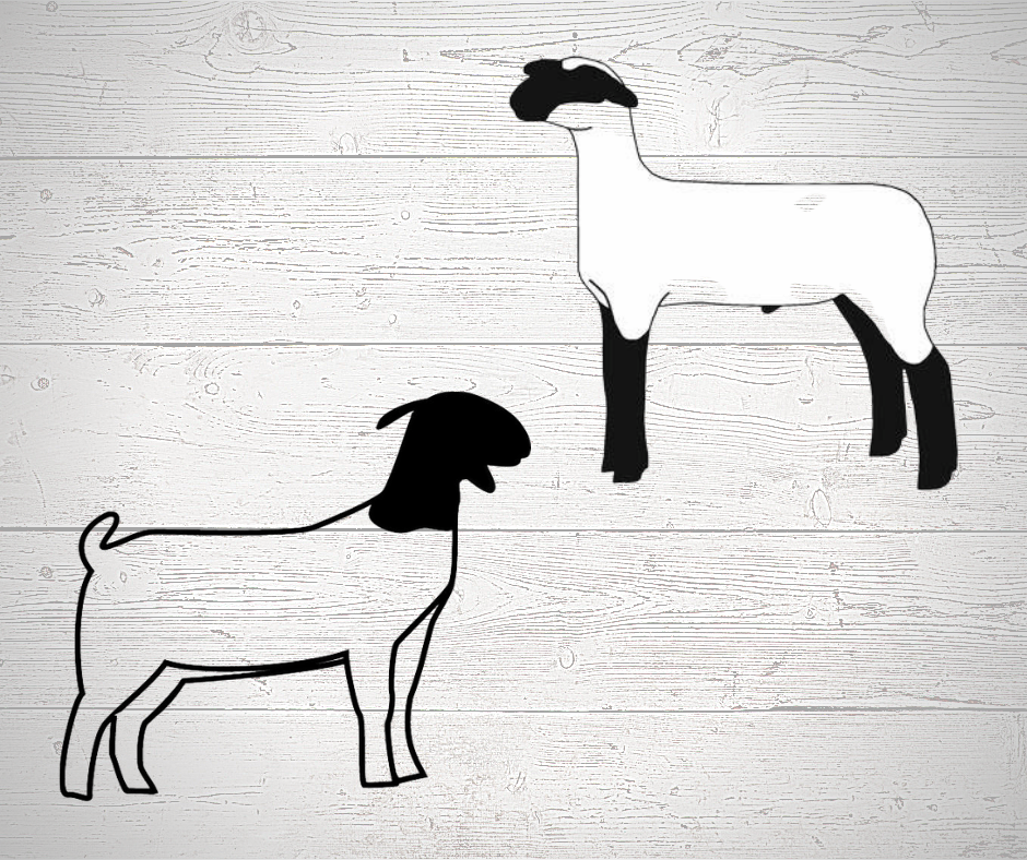 goat sheep – Ovid Elevator Co.